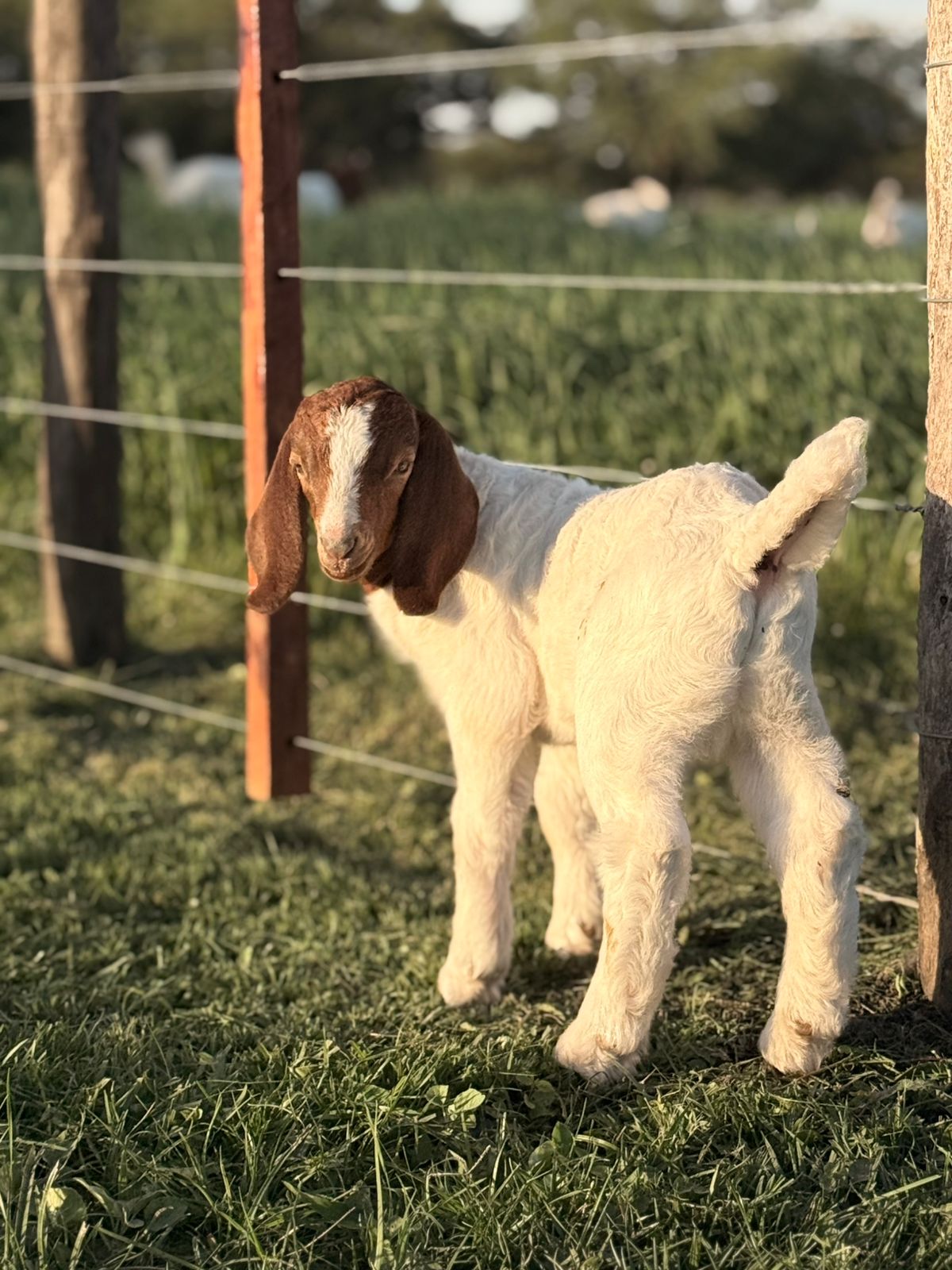 Agroactiva donde el campo levanta su bandera Expo otoño Boer: la ...