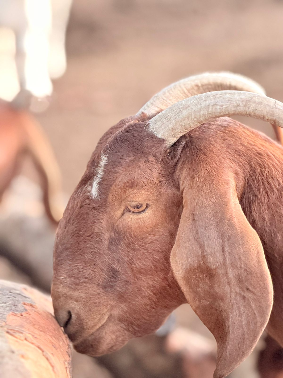 Agroactiva donde el campo levanta su bandera Expo otoño Boer: la ...